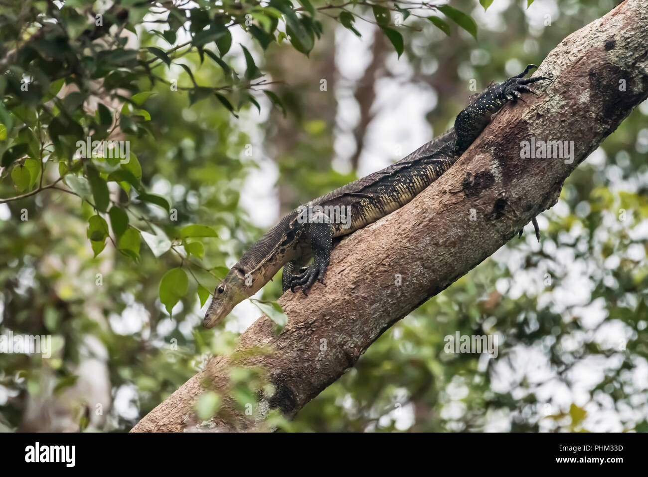 Asian water monitor tree hi-res stock photography and images - Alamy
