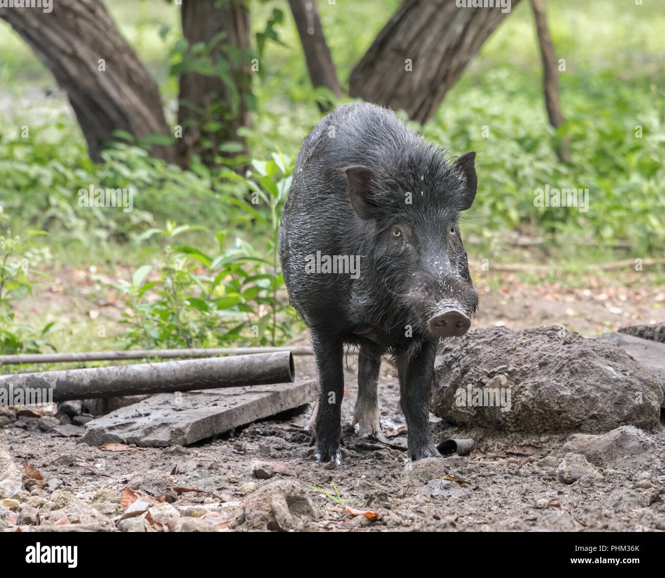 Banded pig (Sus scrofa vittatus) front view, Komodo Island, Indonesia ...