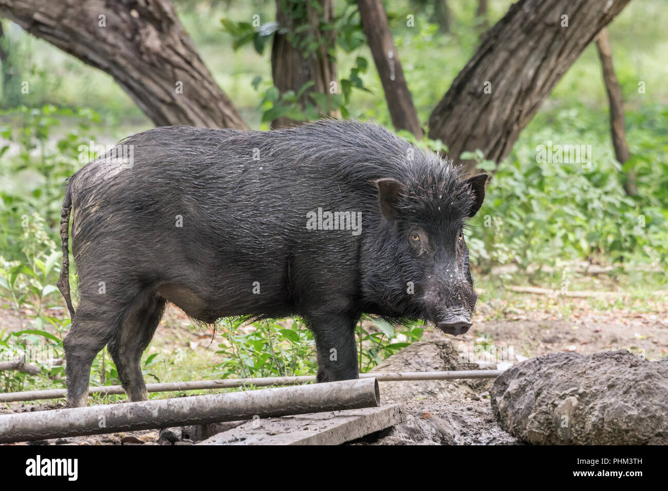 Banded pig (Sus scrofa vittatus) near the ranger station, Komodo Island ...