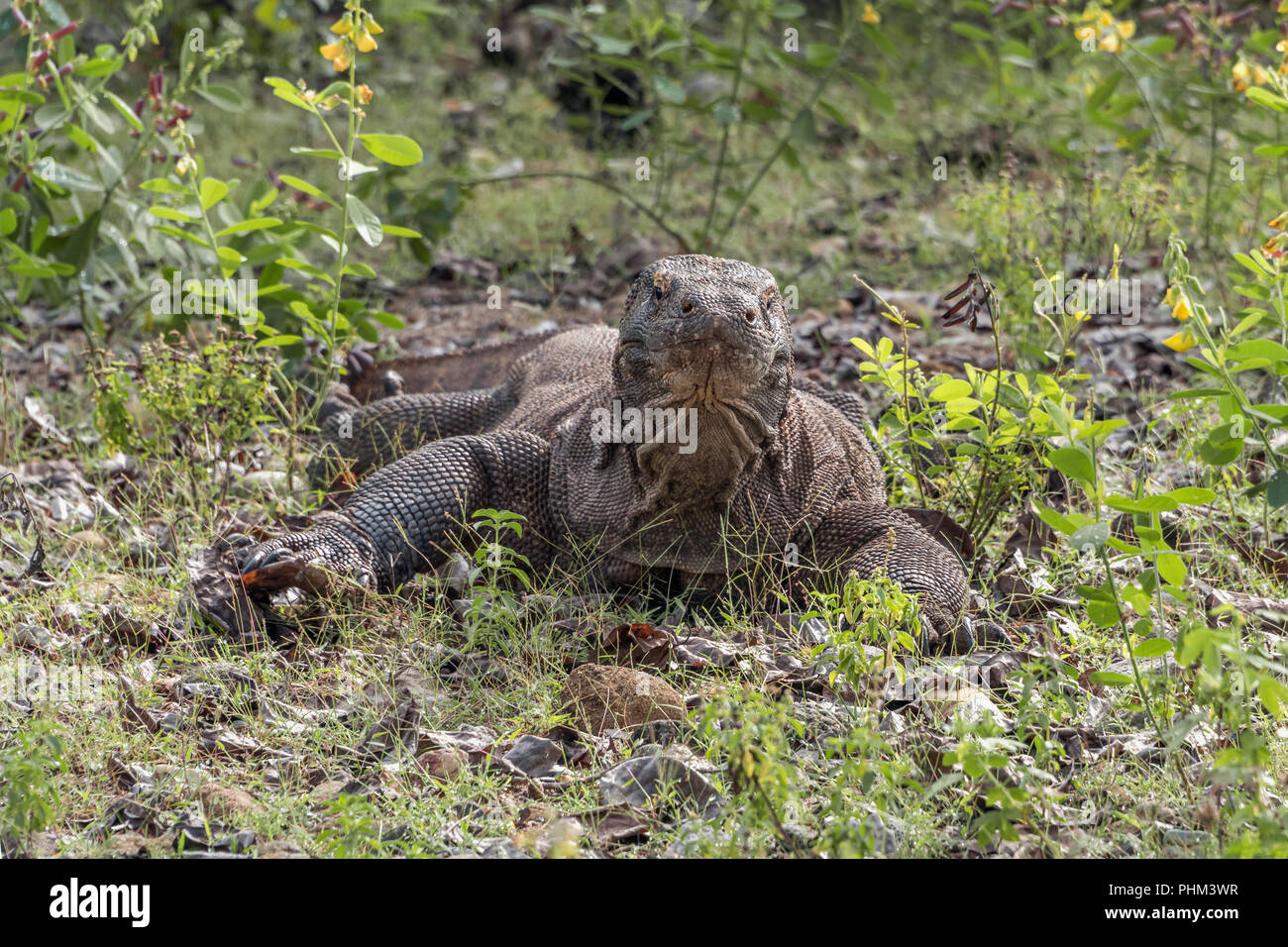Large male Komodo dragon with throat wattles, Komodo Island, Indonesia ...
