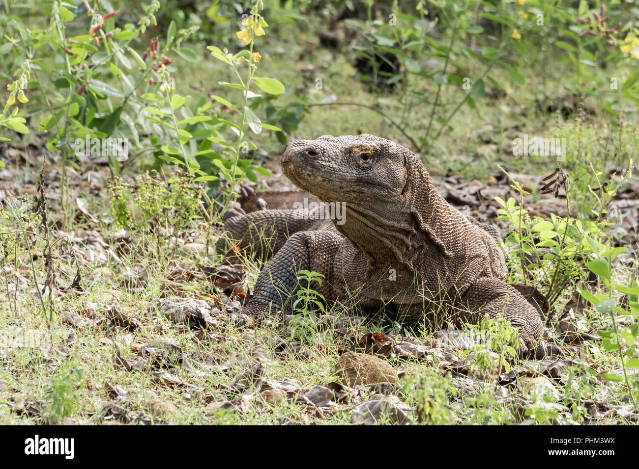 Wild male Komodo dragon in the bush, Komodo Island, Indonesia Stock ...