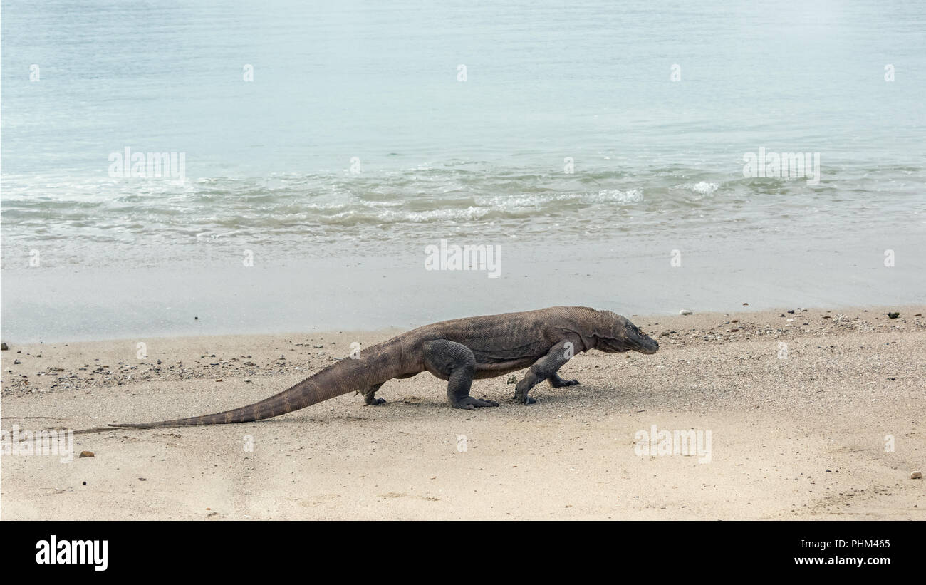 A stroll along the beach, large male Komodo dragon on Komodo Island ...