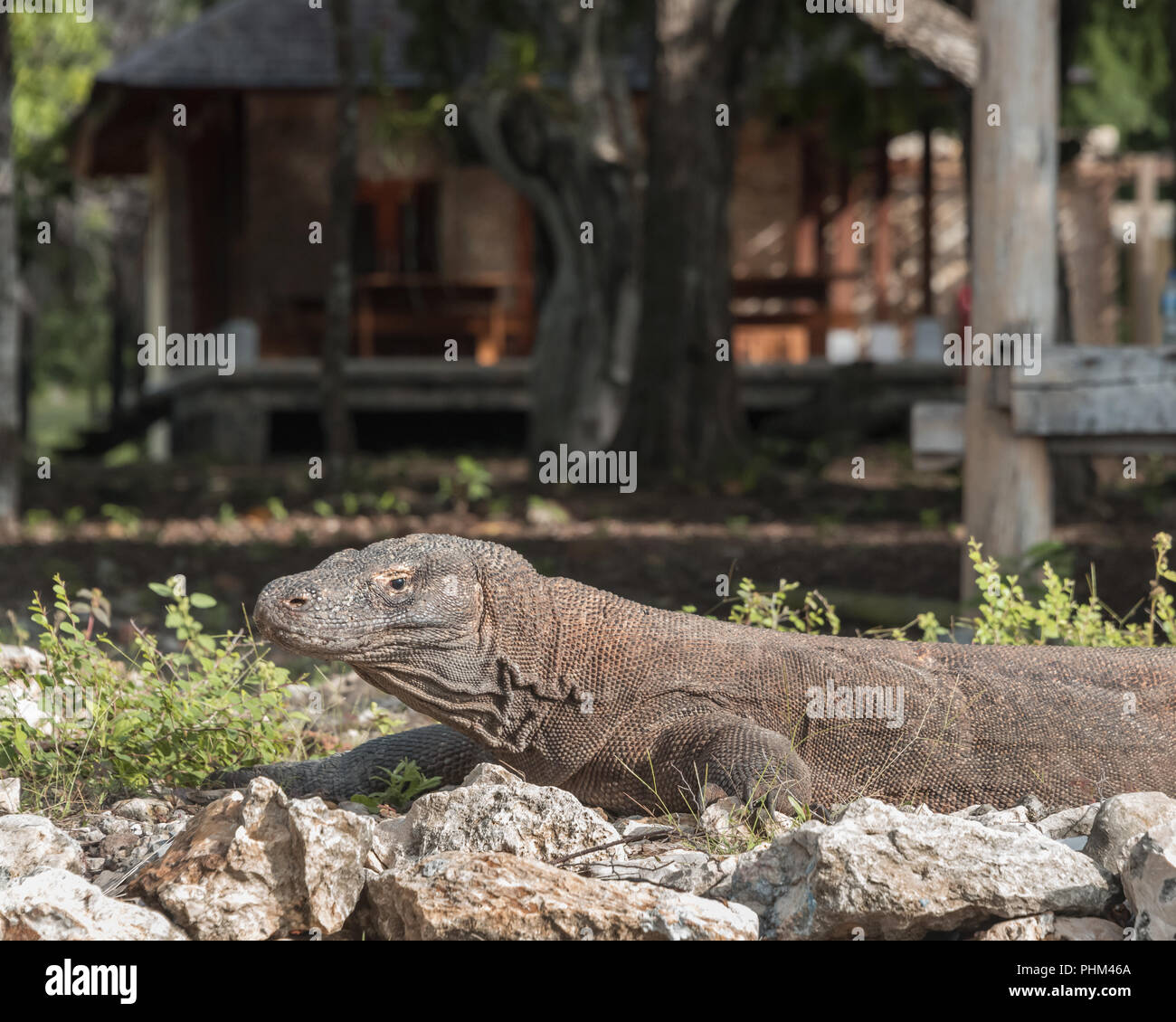 Vananus komodoensis hi-res stock photography and images - Alamy