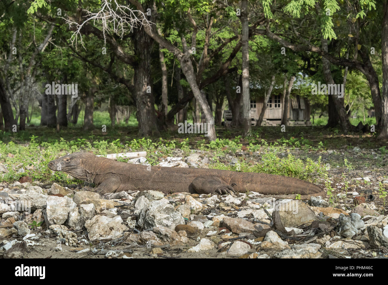 This house is an endangered species hi-res stock photography and images ...