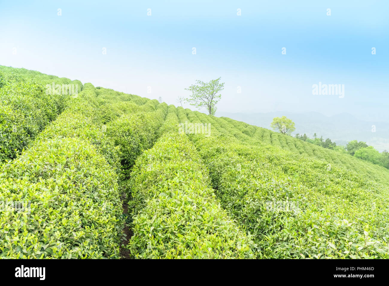 Freshness in spring hi-res stock photography and images - Alamy