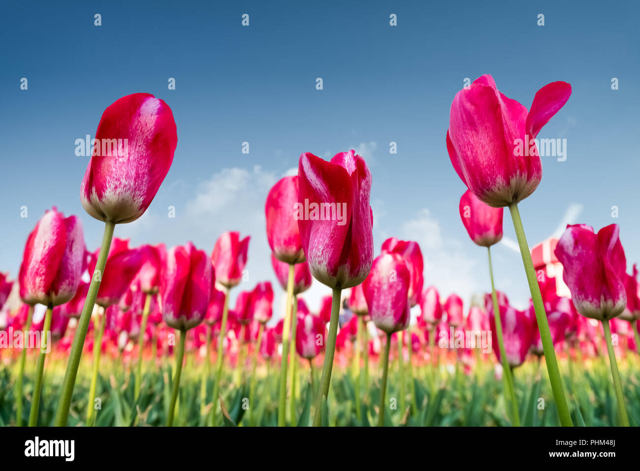 Enchanting tulips hi-res stock photography and images - Alamy