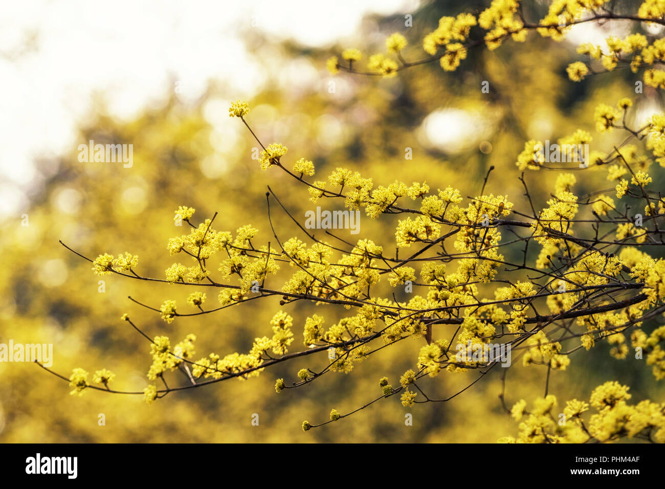 Cornus officinalis in spring Stock Photo - Alamy