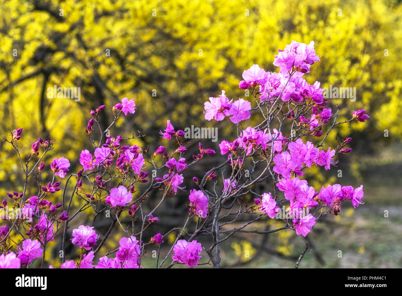 Korean Azalea High Resolution Stock Photography and Images - Alamy
