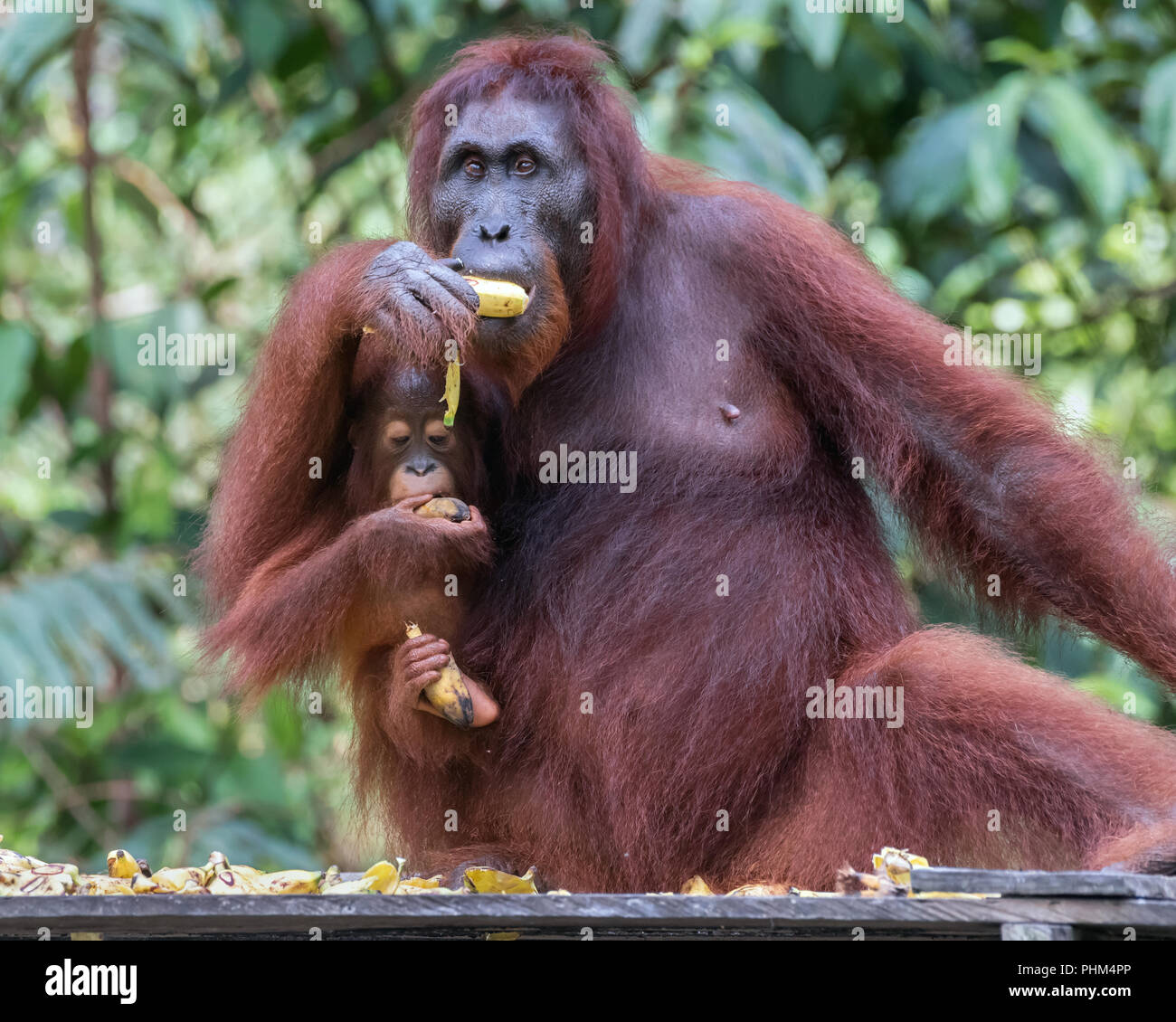 Orangutan mother forest feeding hi-res stock photography and images - Alamy