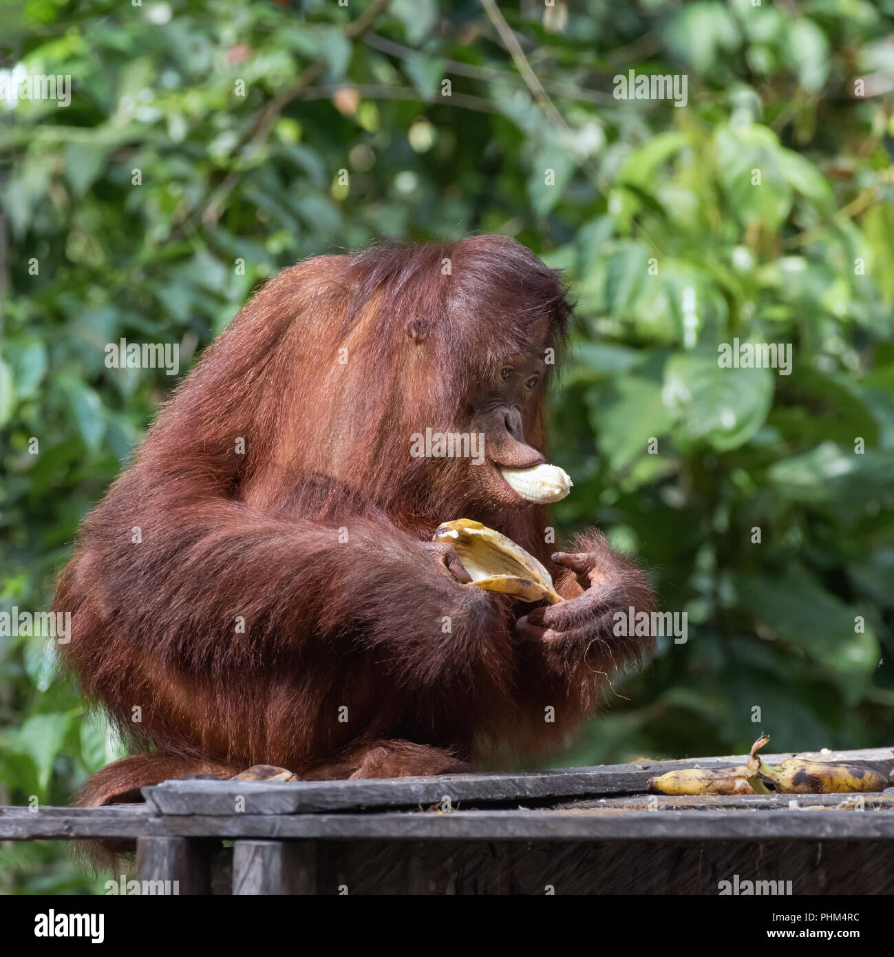 Orangutan Eating Banana