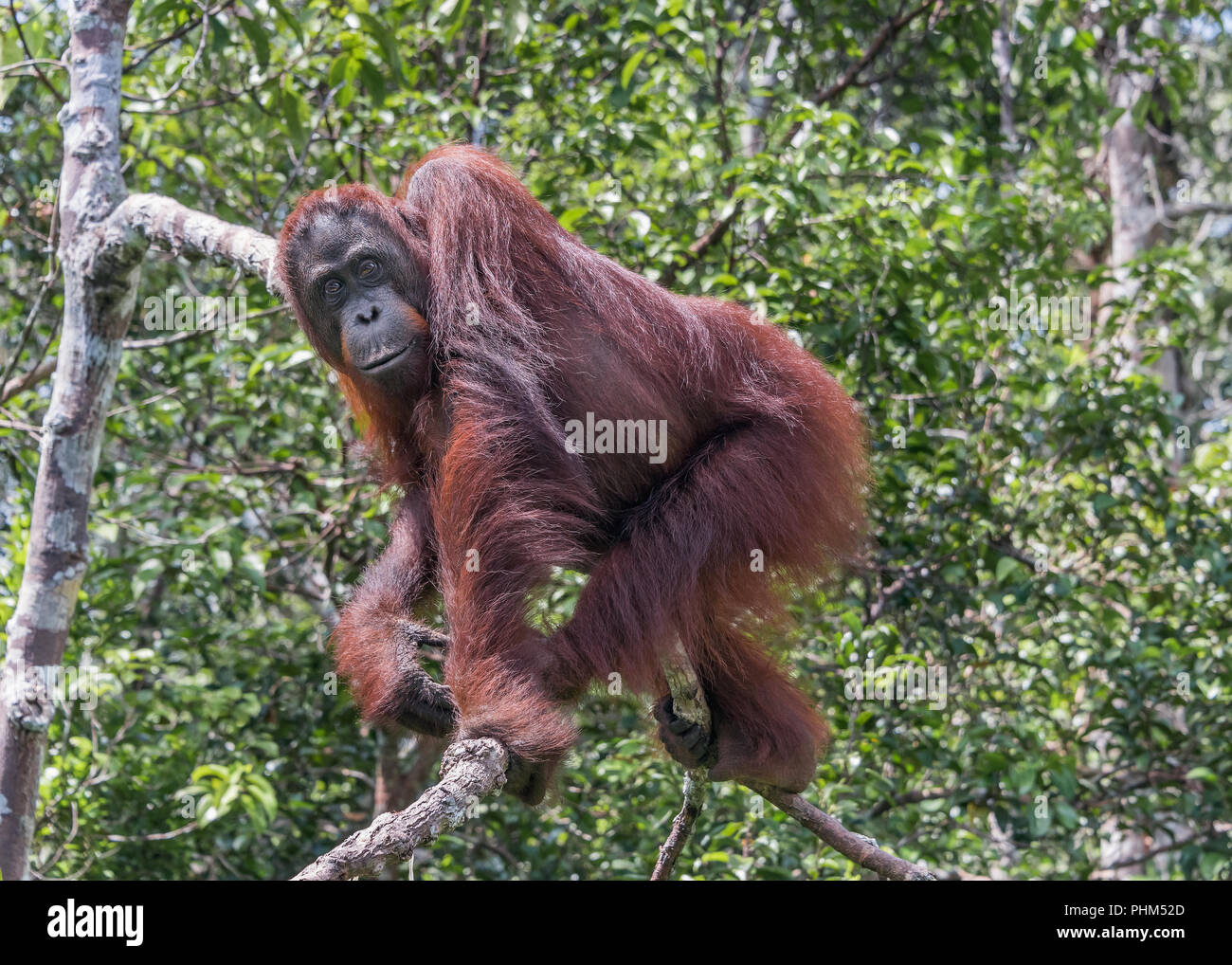 Orangutan standing hi-res stock photography and images - Alamy