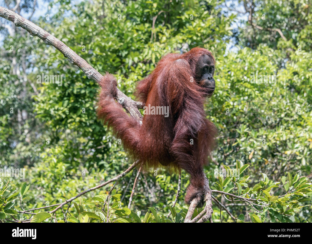 Orangutan looking into camera hi-res stock photography and images - Alamy