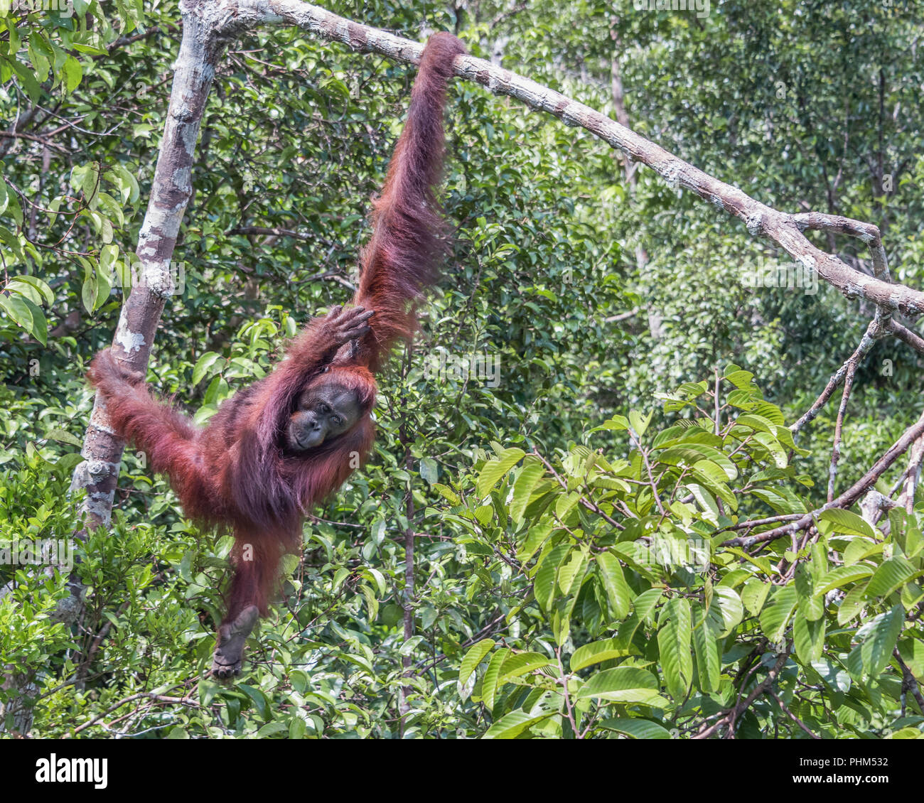 Orangutan Swinging
