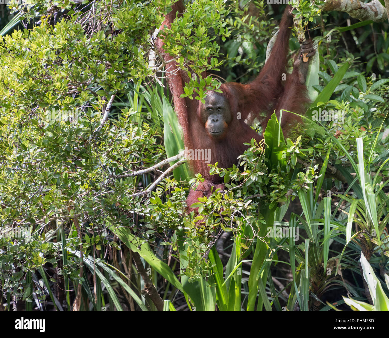 Peeking out of bushes hi-res stock photography and images - Alamy