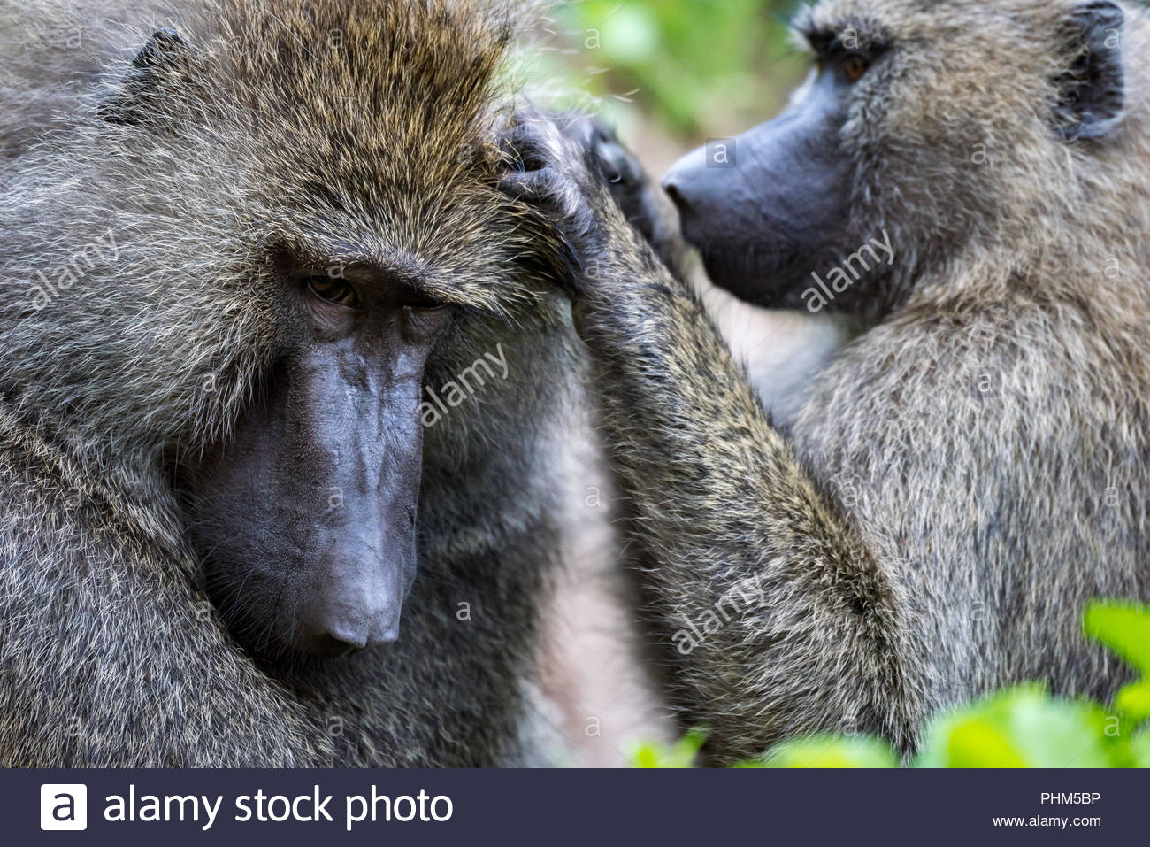 Female Baboon Stock Photos & Female Baboon Stock Images - Alamy