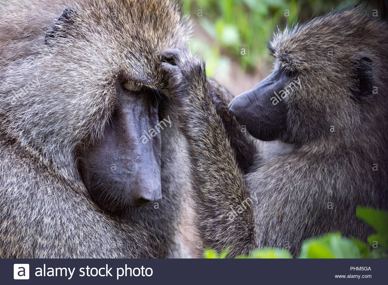 Female Baboon Stock Photos & Female Baboon Stock Images - Alamy