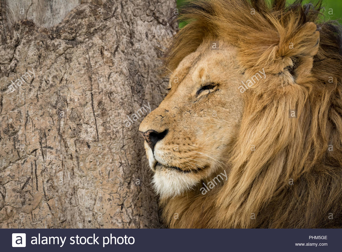 Lion Eyes Close Up Stock Photos & Lion Eyes Close Up Stock Images - Alamy