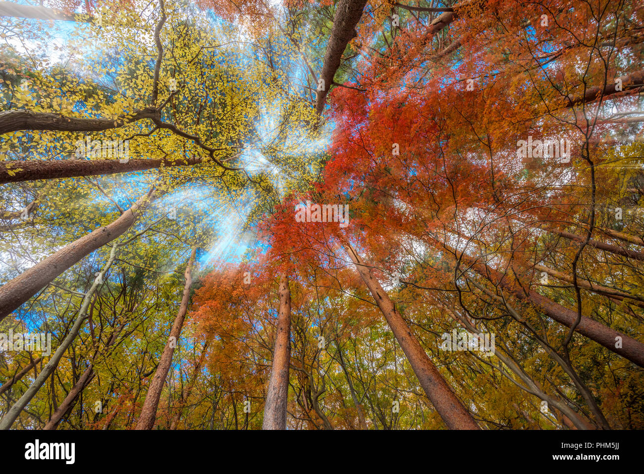 Multi color tree hi-res stock photography and images - Alamy