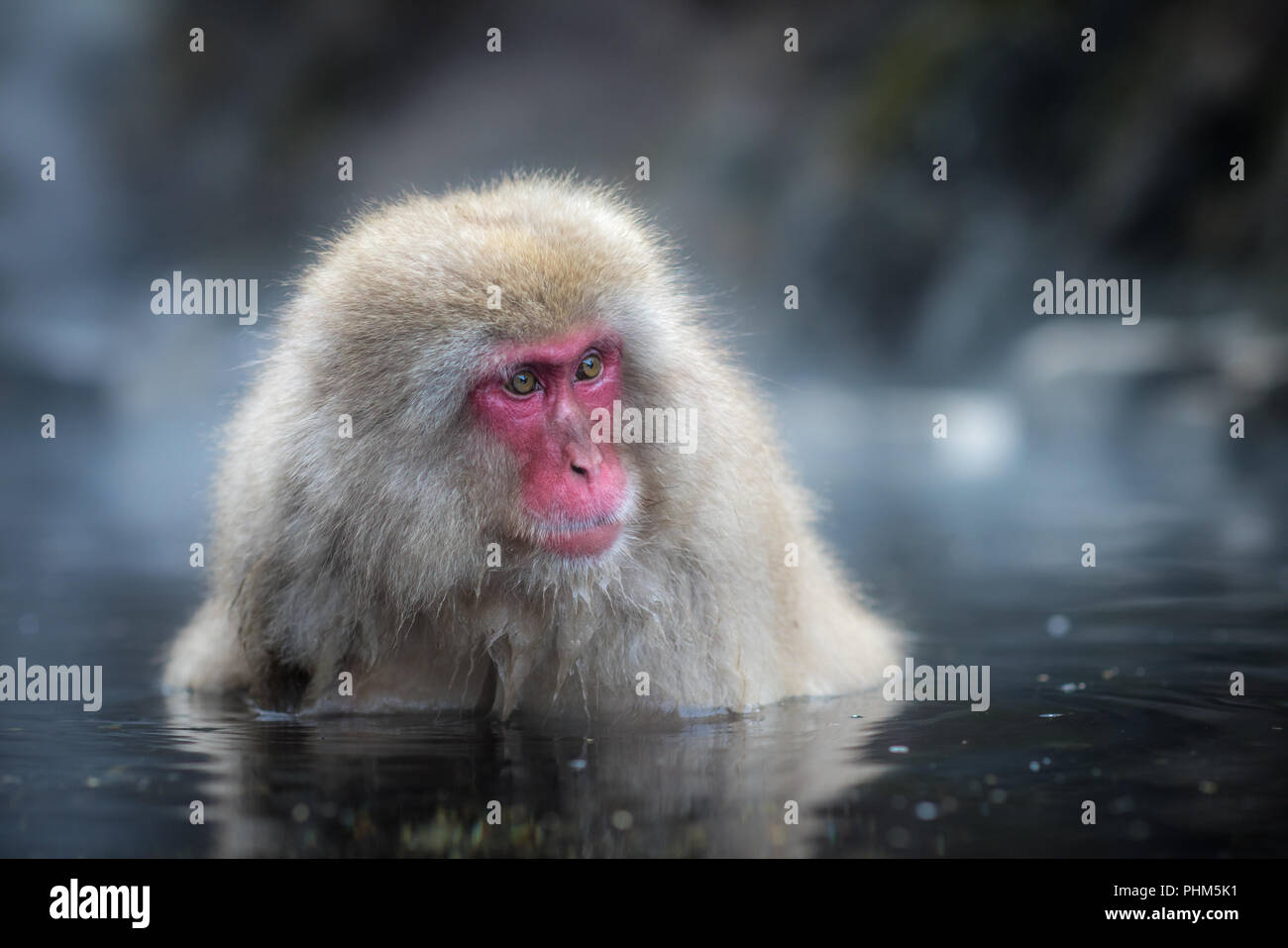 Snow monkey or Japanese Macaque in hot spring onsen Stock Photo - Alamy