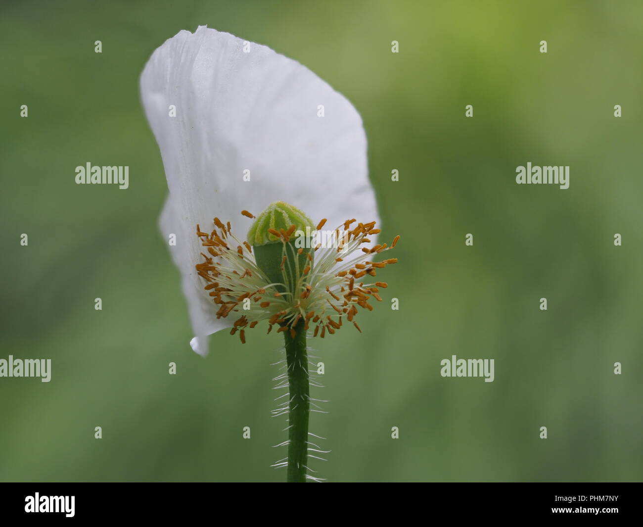 Poppy Papaver 'Bridal Silk' Stock Photo - Alamy
