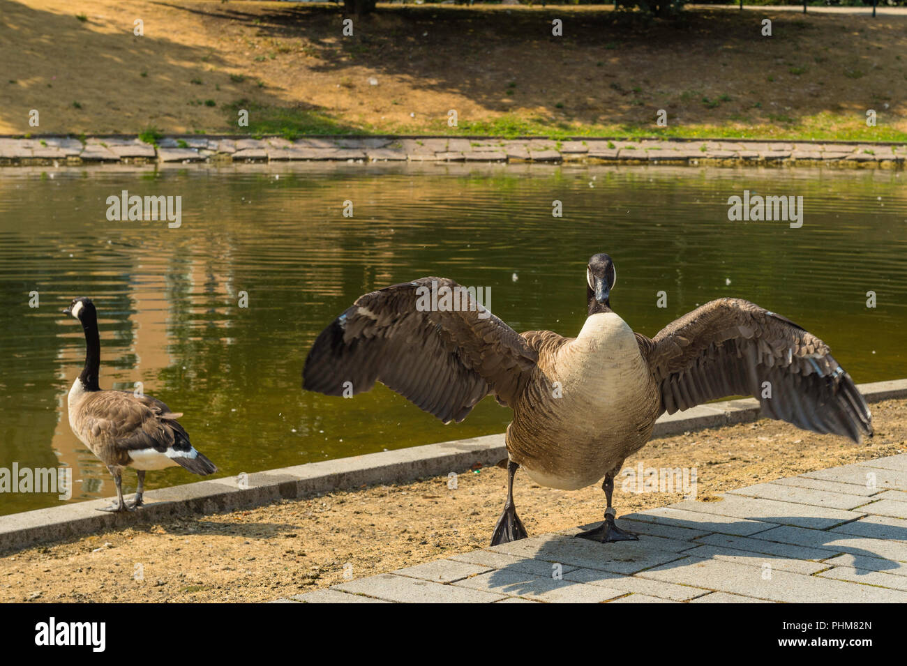 A duck with wings spread at the lake, Nordliche Dussel in Dusseldorf ...