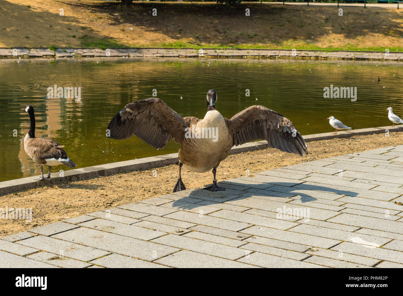 A duck with wings spread at the lake, Nordliche Dussel in Dusseldorf ...