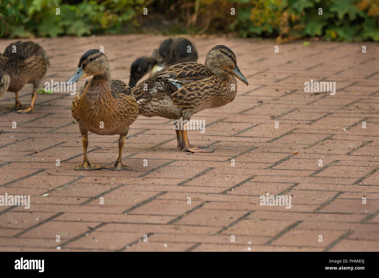 Ducks wandering around with a path at Südpark, Dusseldorf, Germany ...