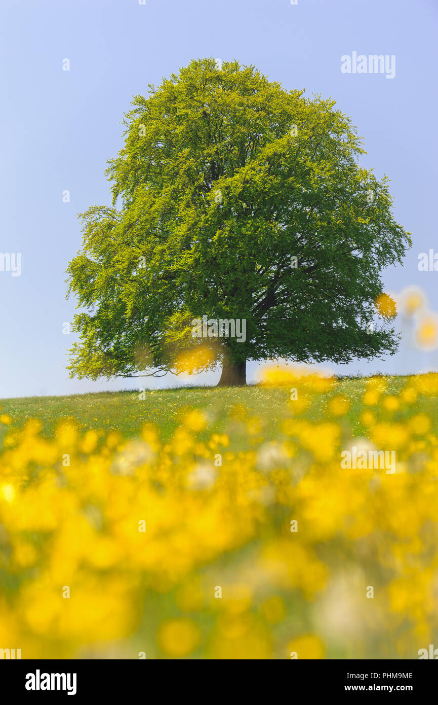 single big beech tree in field with perfect treetop Stock Photo - Alamy