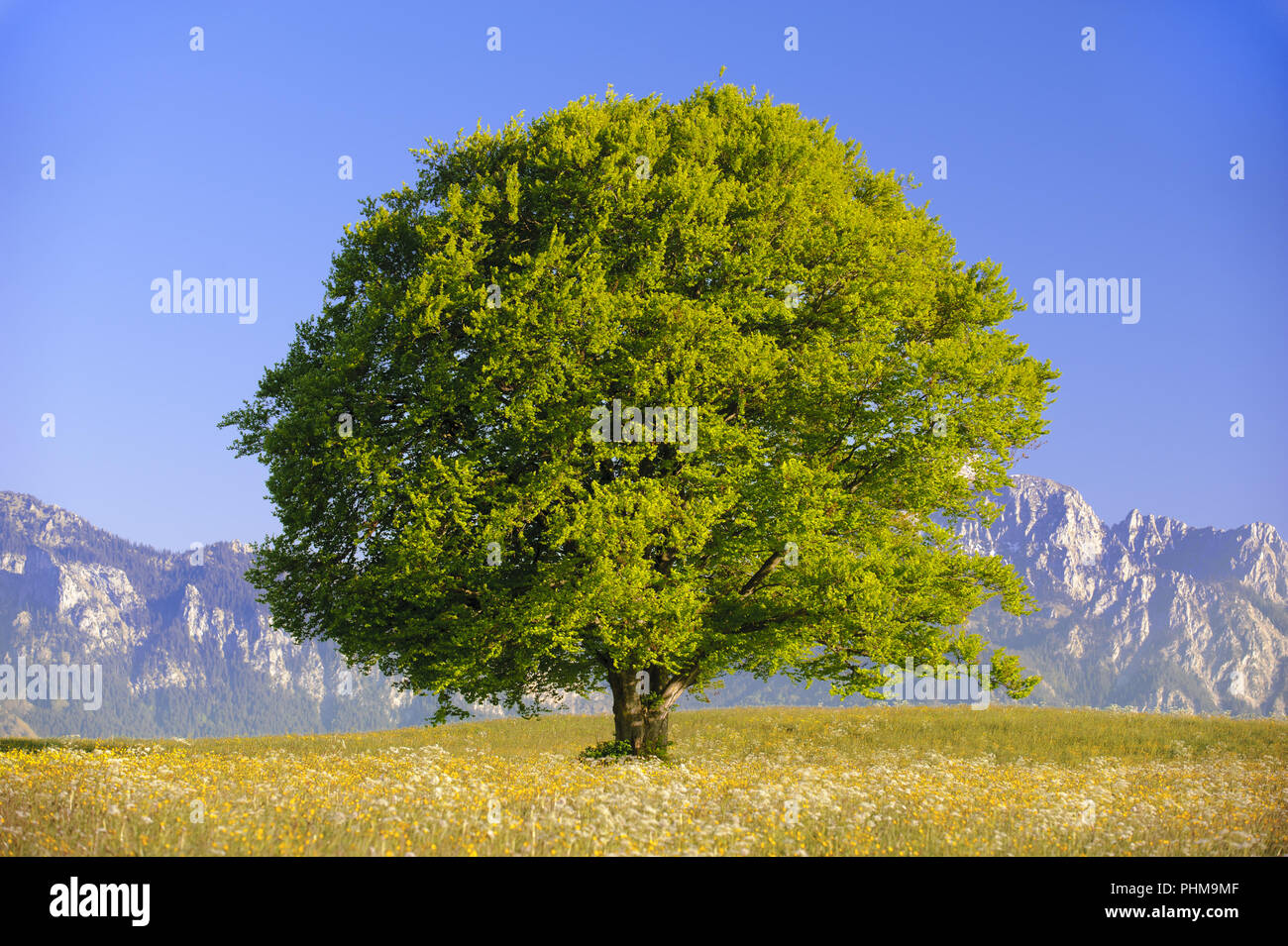 single big beech tree in field with perfect treetop Stock Photo - Alamy