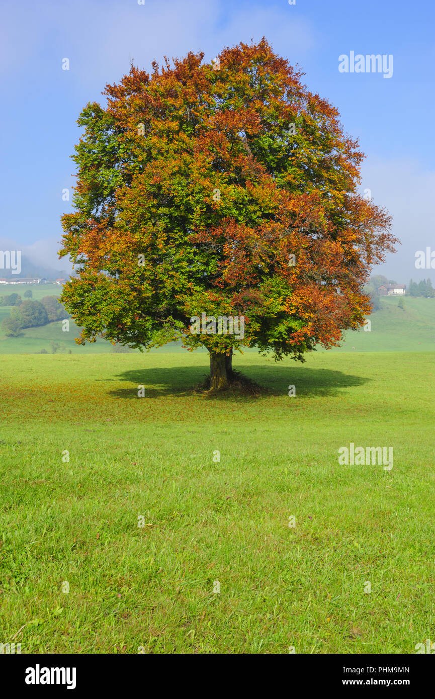 single big beech tree in field with perfect treetop Stock Photo - Alamy