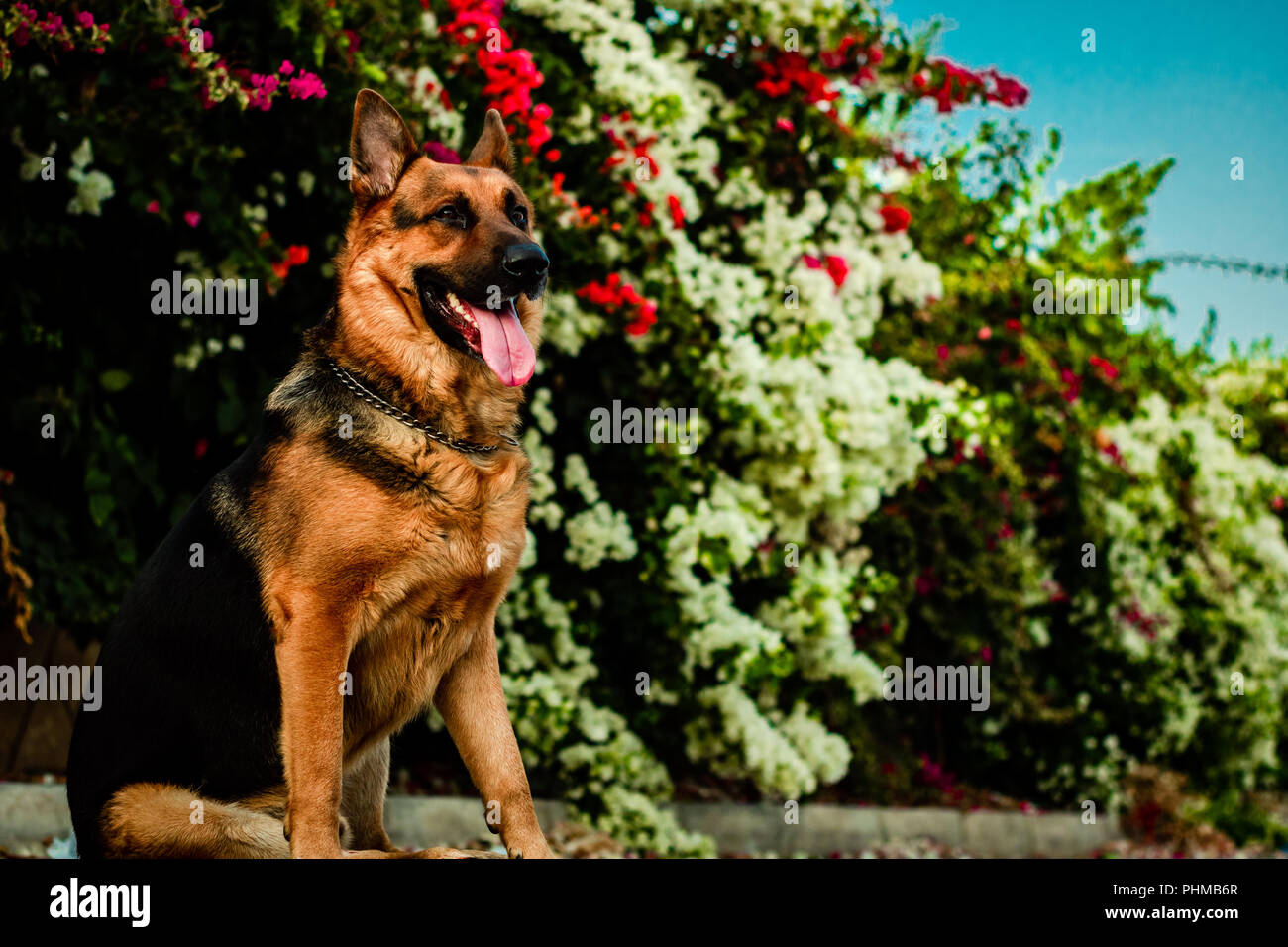 Cesar the Great, german shepherd Stock Photo - Alamy