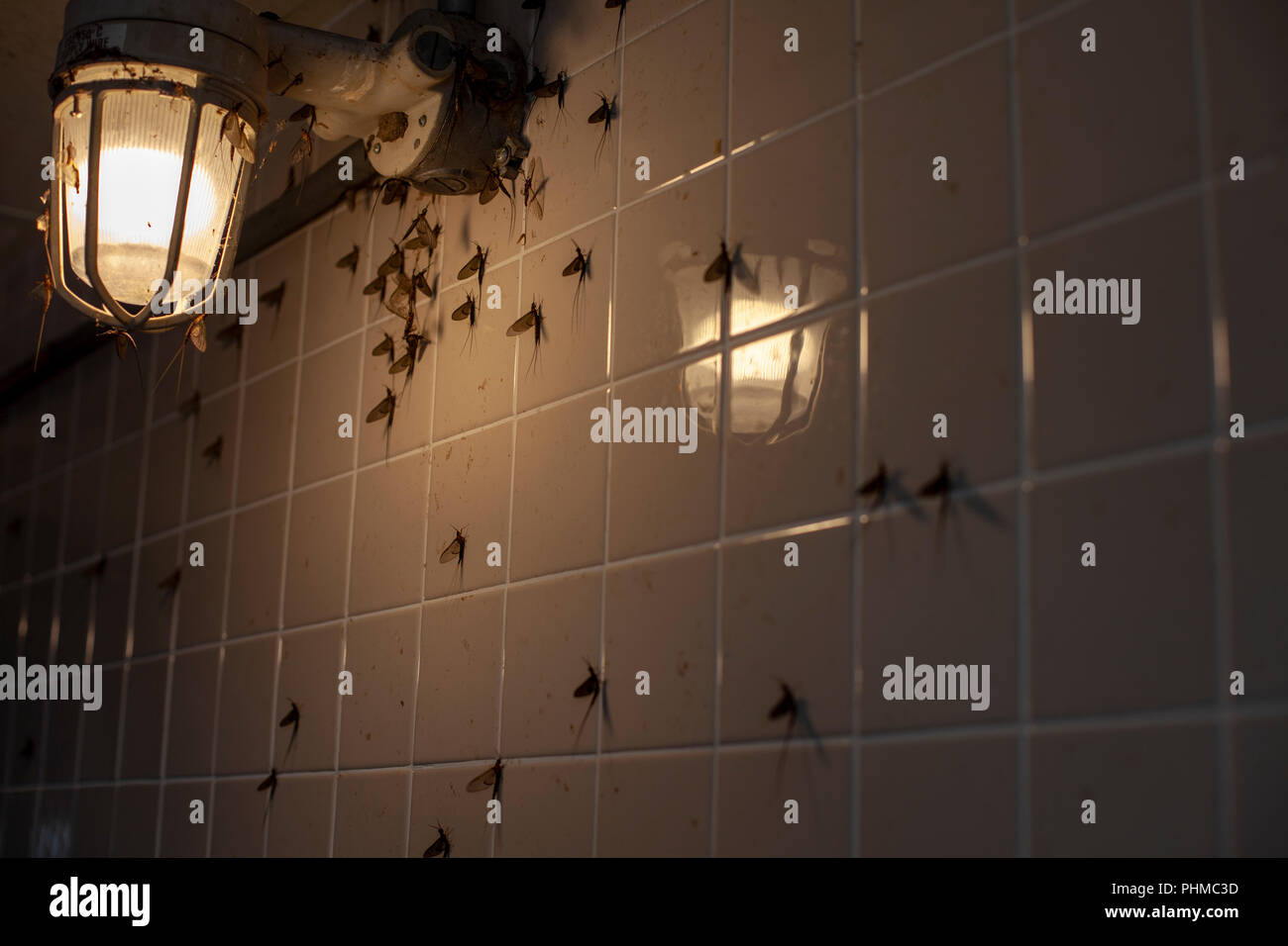 Mayflies on a wall hi-res stock photography and images - Alamy
