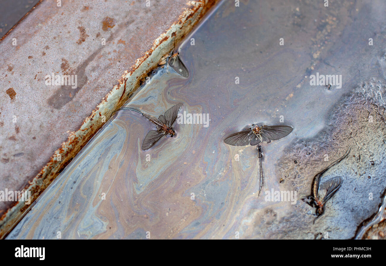 Mayflies hi-res stock photography and images - Alamy