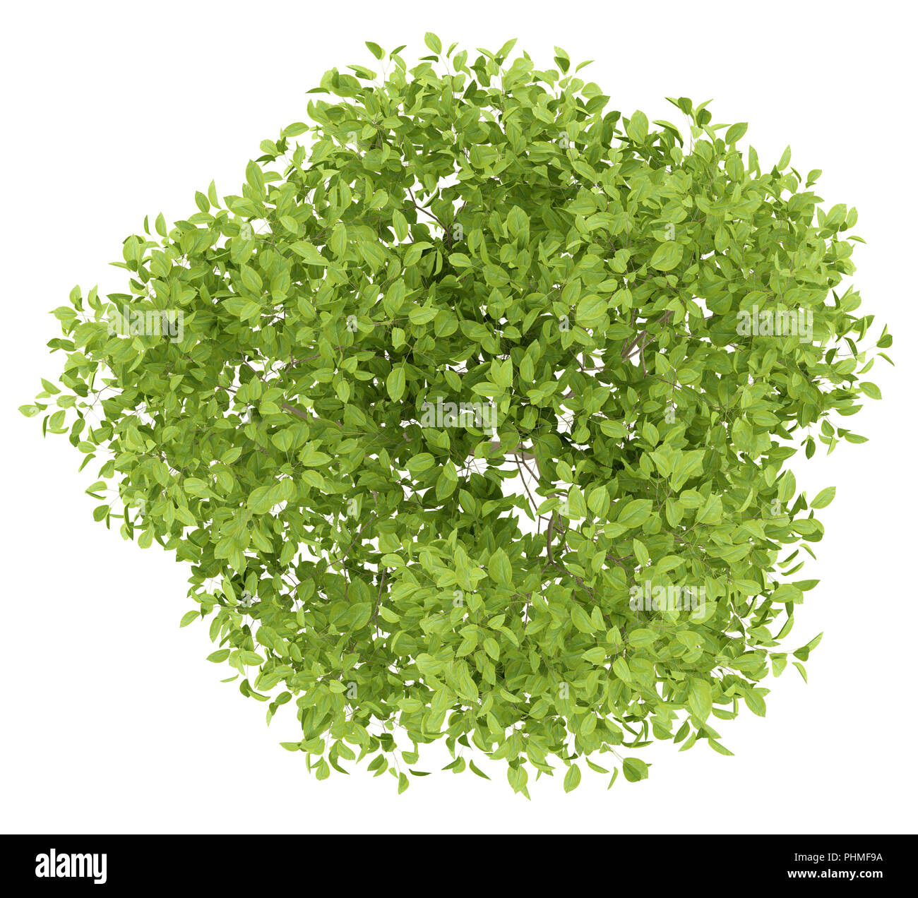 top view of pear tree isolated on white background Stock Photo - Alamy