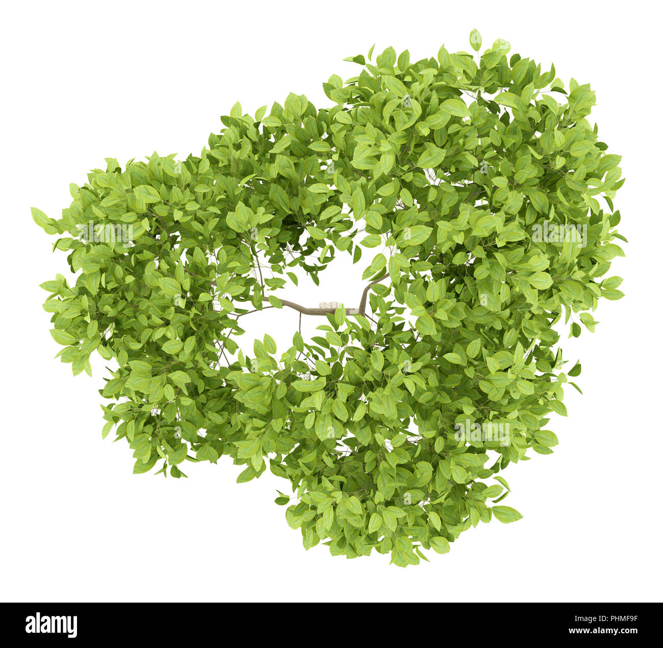 top view of pear tree isolated on white background Stock Photo - Alamy