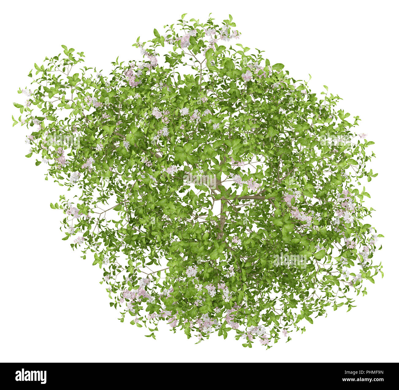 top view of flowering apple tree isolated on white background Stock ...