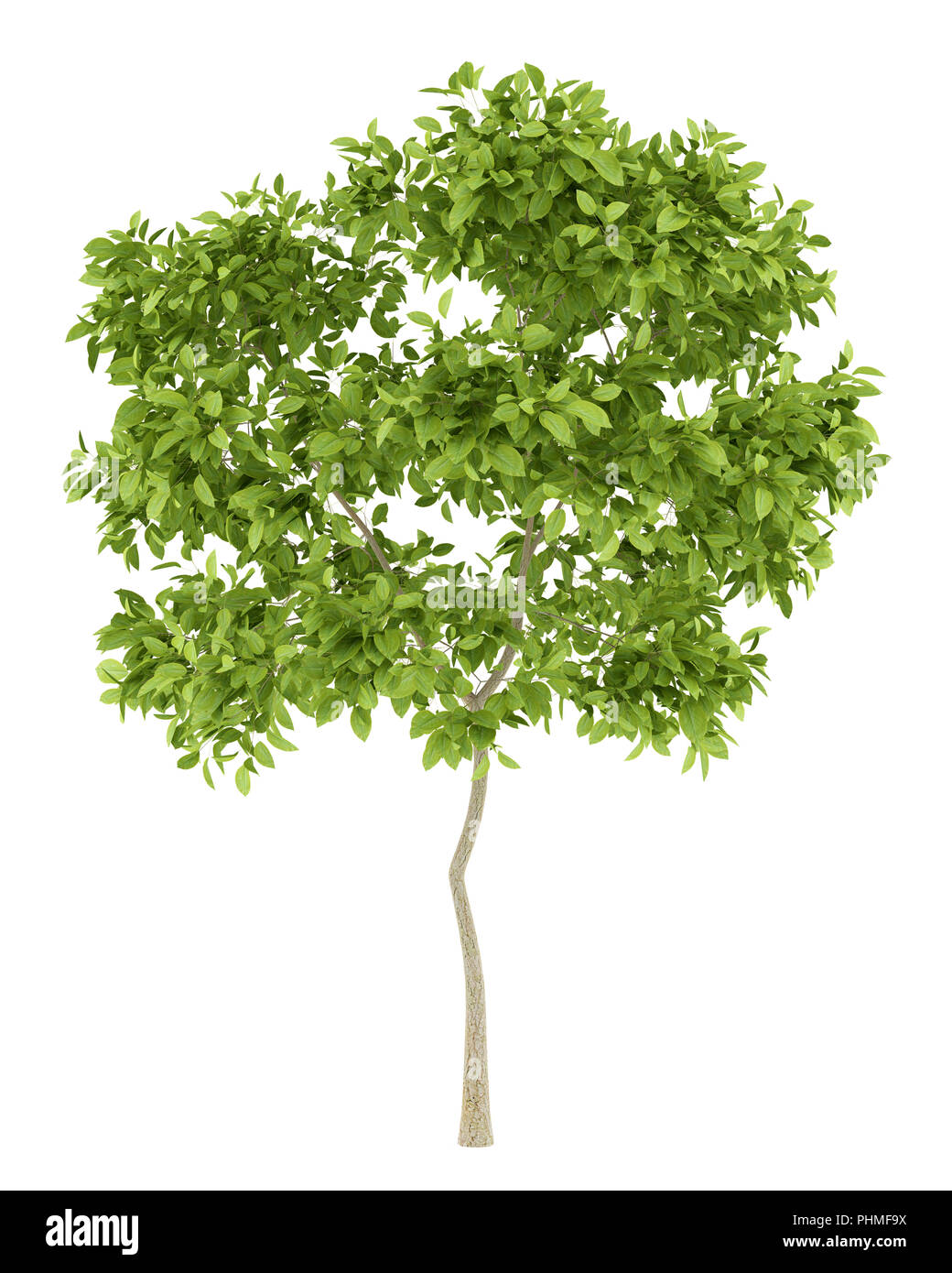 Pear tree isolated hi-res stock photography and images - Alamy