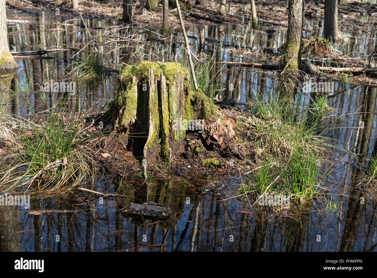 Swamp Forest in Spring Stock Photo - Alamy