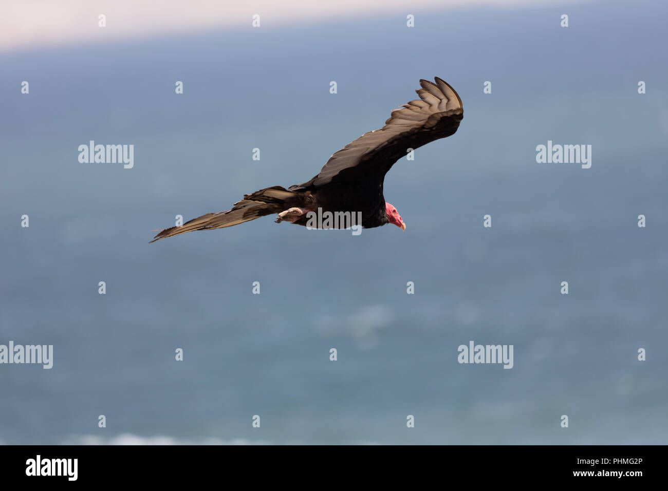 andean condor in flight Stock Photo - Alamy