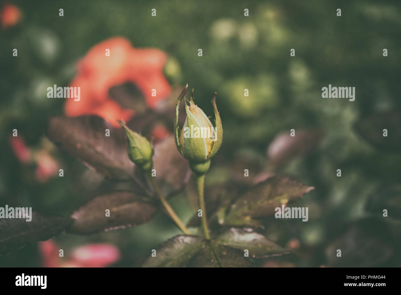 Rosebud. Rose. Garden rose. Garden flowers. Floral background Stock ...