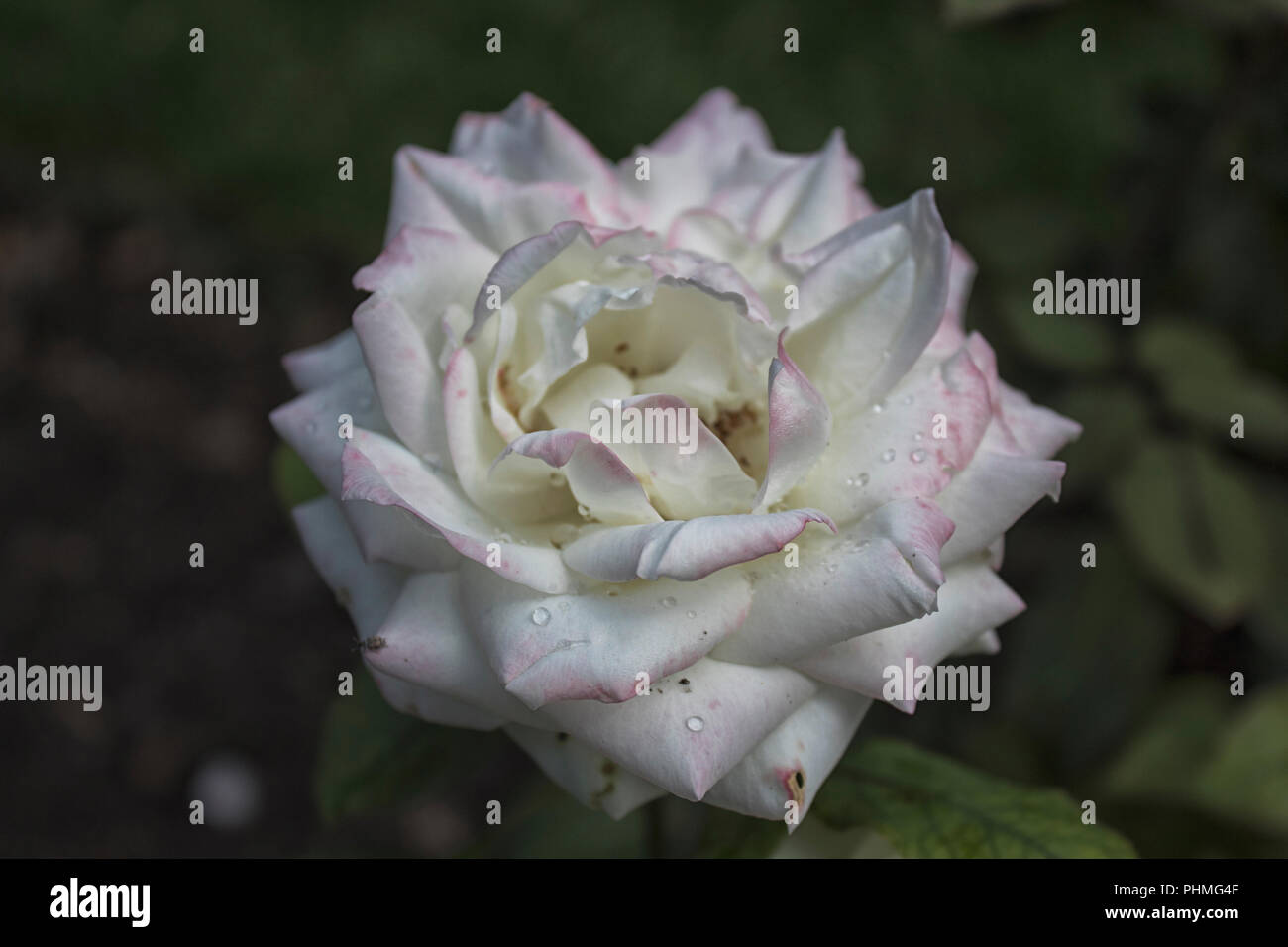 Beautiful white rose. Rose. Garden flower. Floral background. White ...