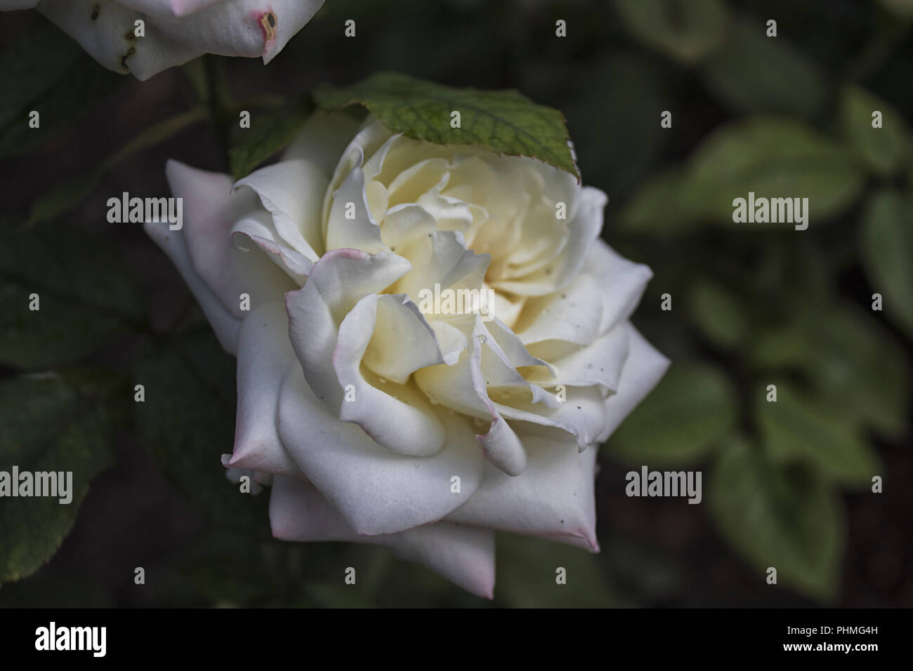 Beautiful white rose. Rose. Garden flower. Floral background. White ...
