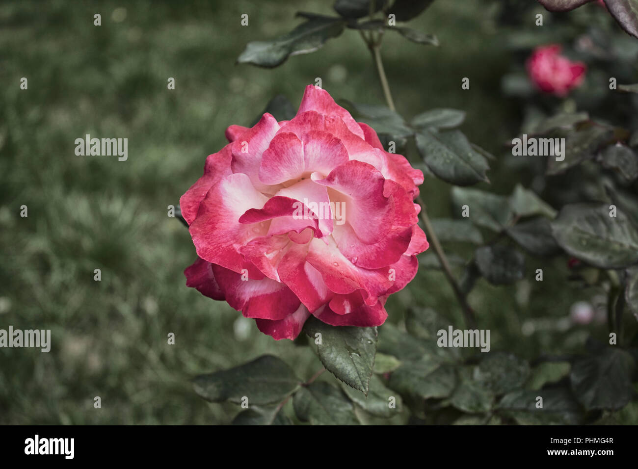 Beautiful pink rose. Rose. Garden flower. Floral background Stock Photo ...