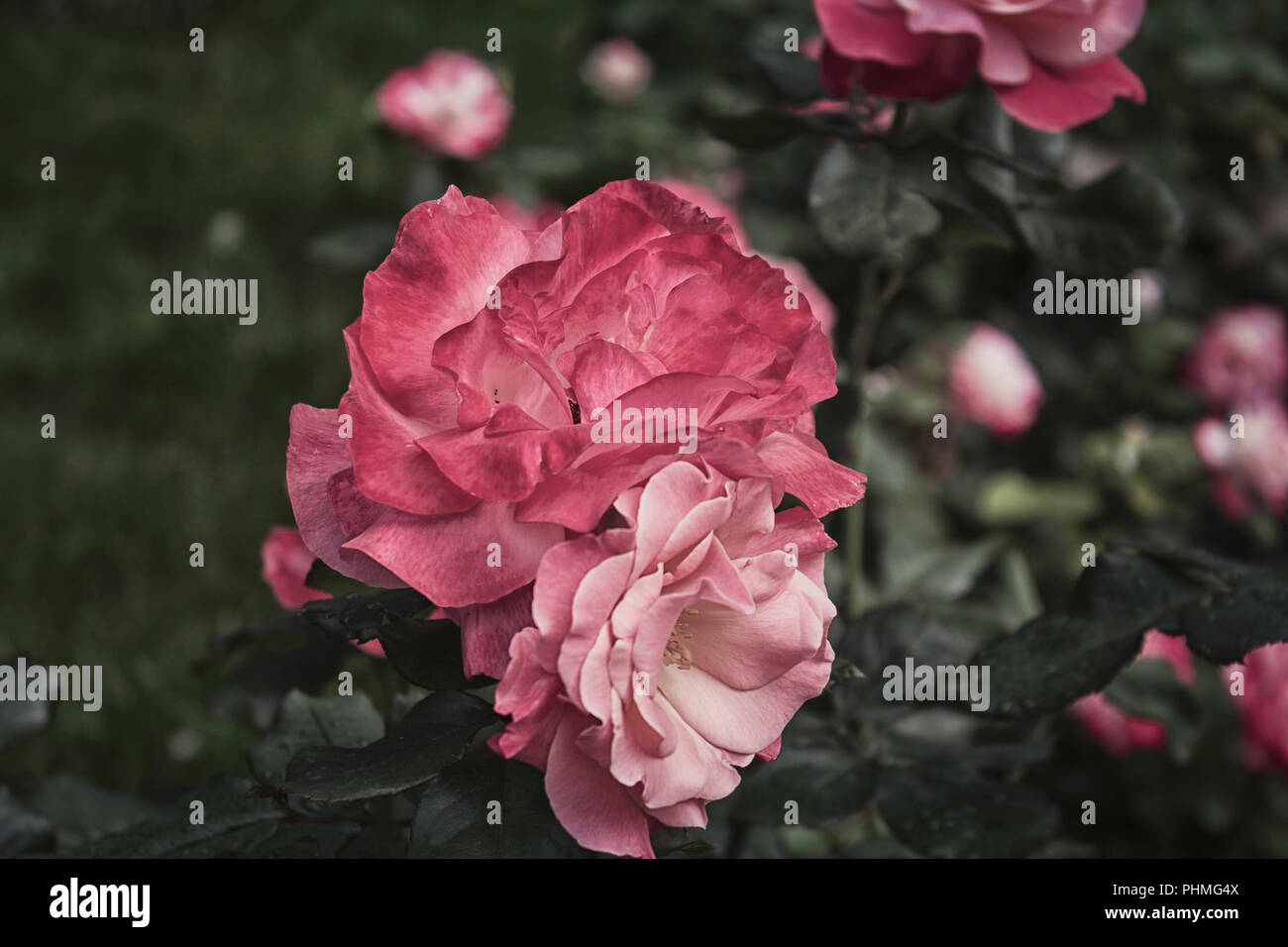 Beautiful pink rose. Rose. Garden flower. Floral background. Pink ...