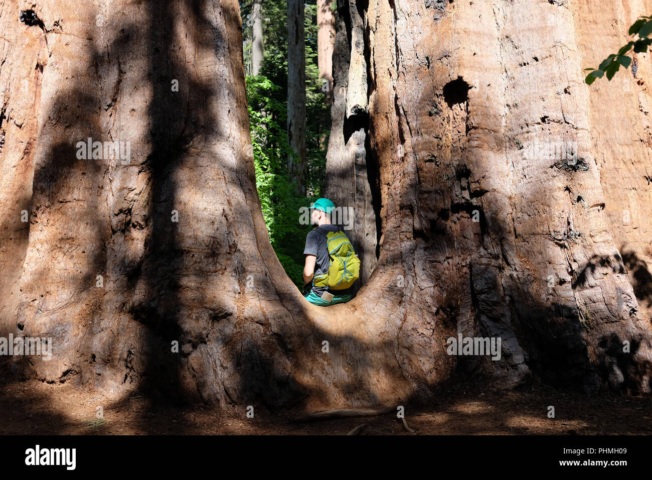 Man among redwoods hi-res stock photography and images - Alamy