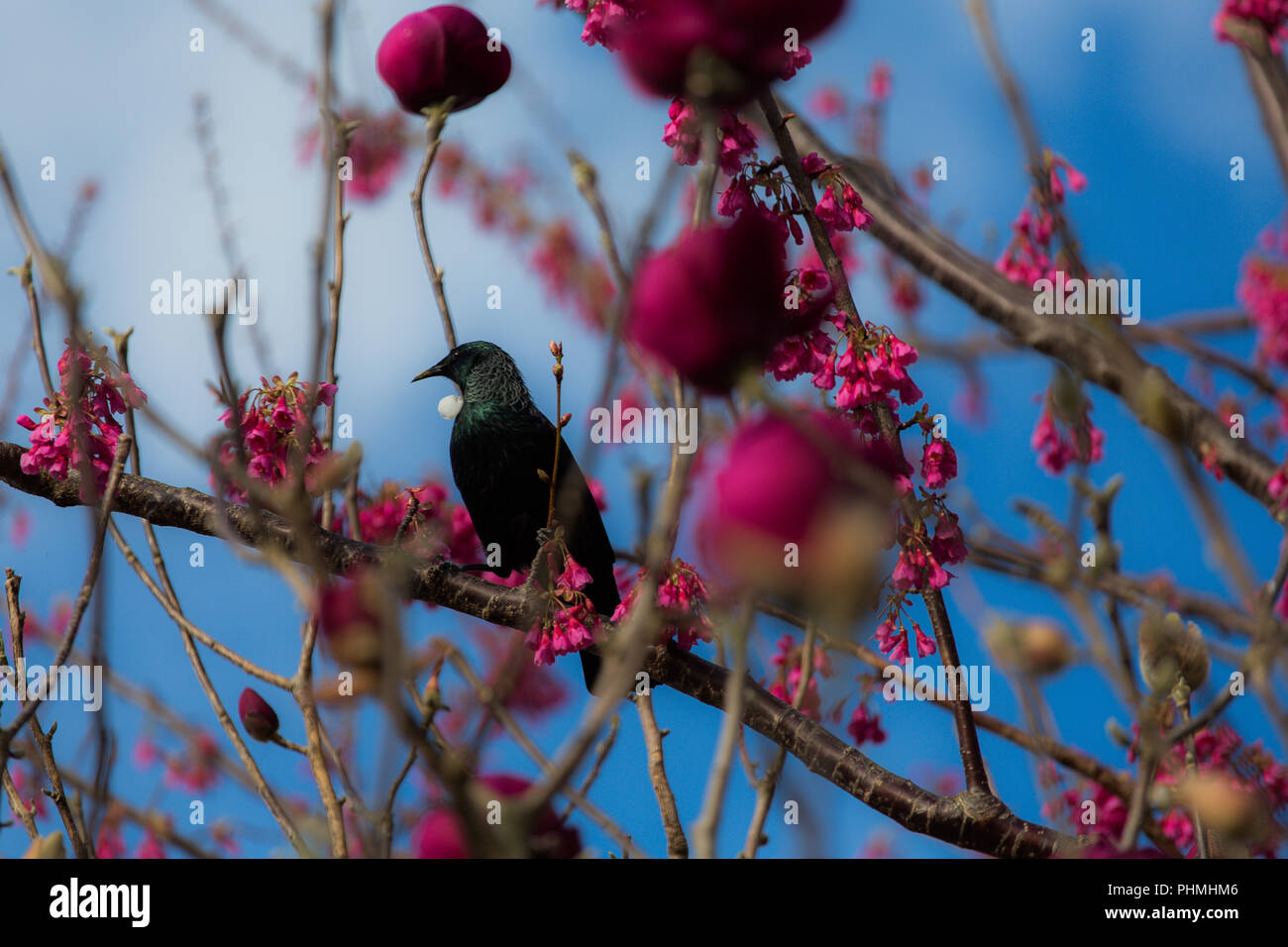 New Zealand Native Tui - song bird Stock Photo - Alamy