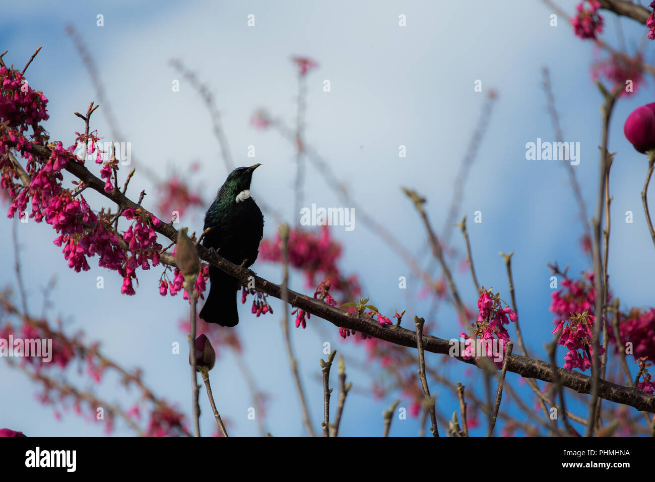 New Zealand Native Tui - song bird Stock Photo - Alamy