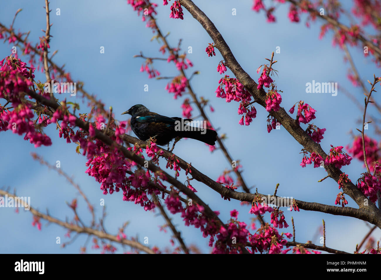 New Zealand Native Tui - song bird Stock Photo - Alamy