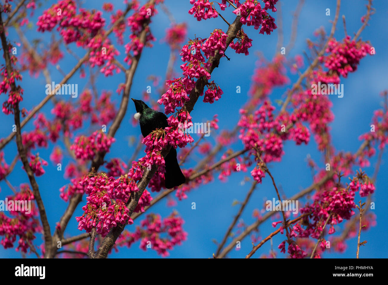 New Zealand Native Tui - song bird Stock Photo - Alamy