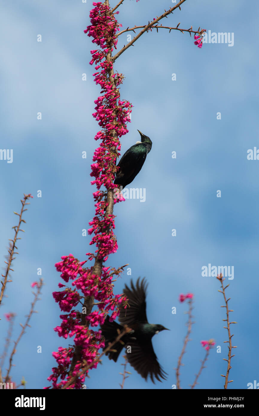 New Zealand Native Tui - song bird Stock Photo - Alamy